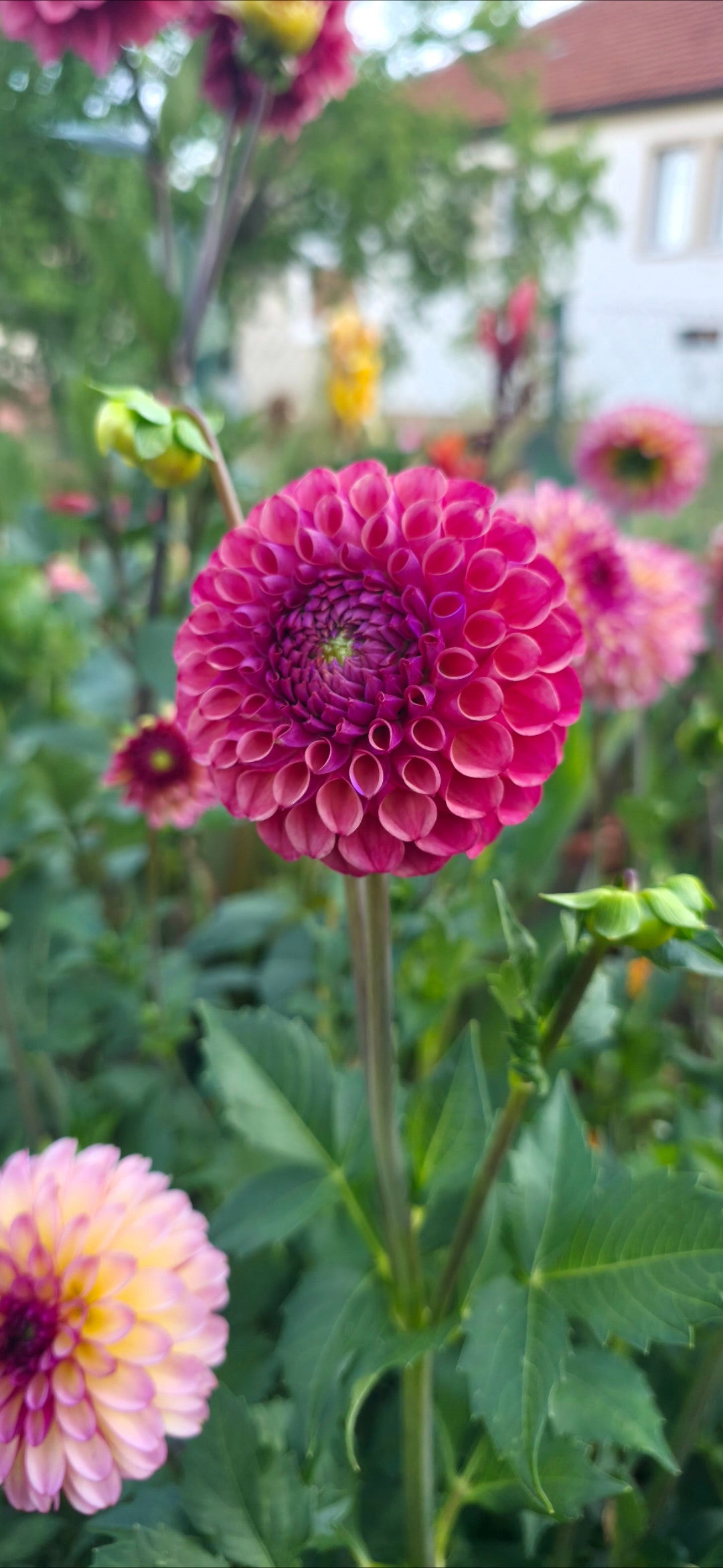 Dahlia 'Hapet Coppery' - rooted cutting – Belmin's_plant_store